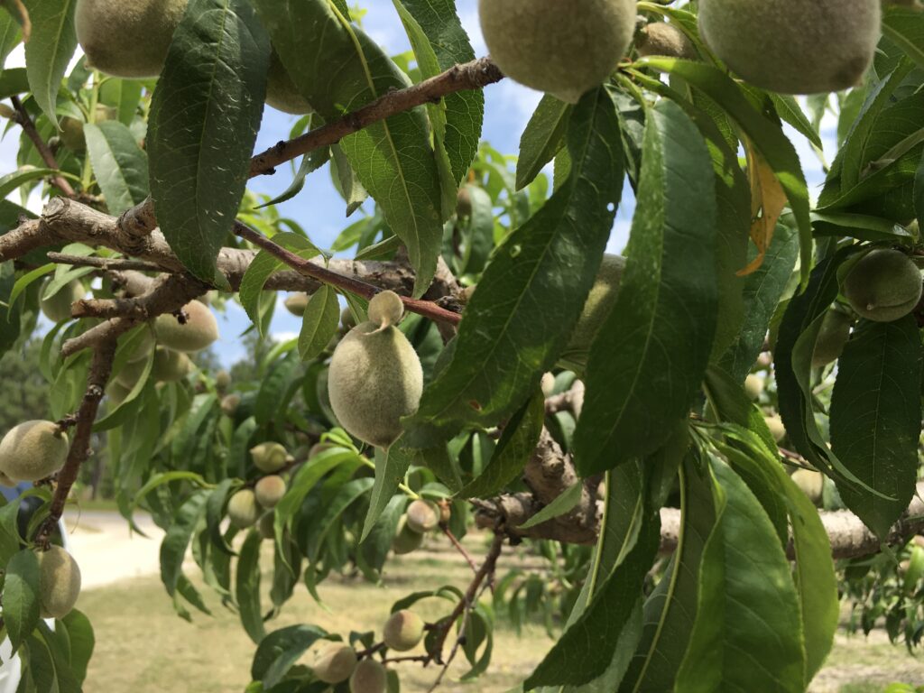 Thin Your Peaches Like a Pro! | N.C. Cooperative Extension